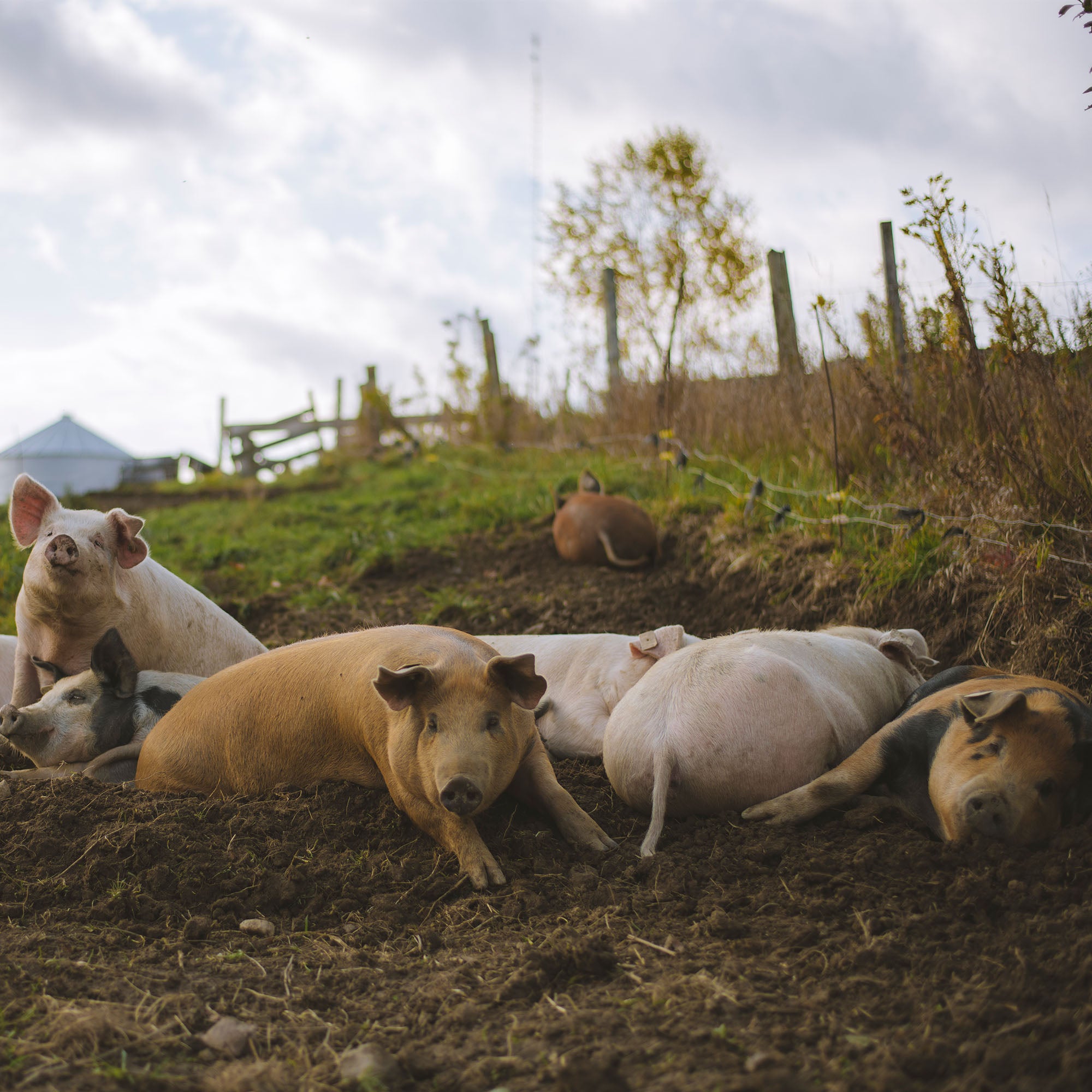 Our Signature Reserve Pork – Beretta Farms