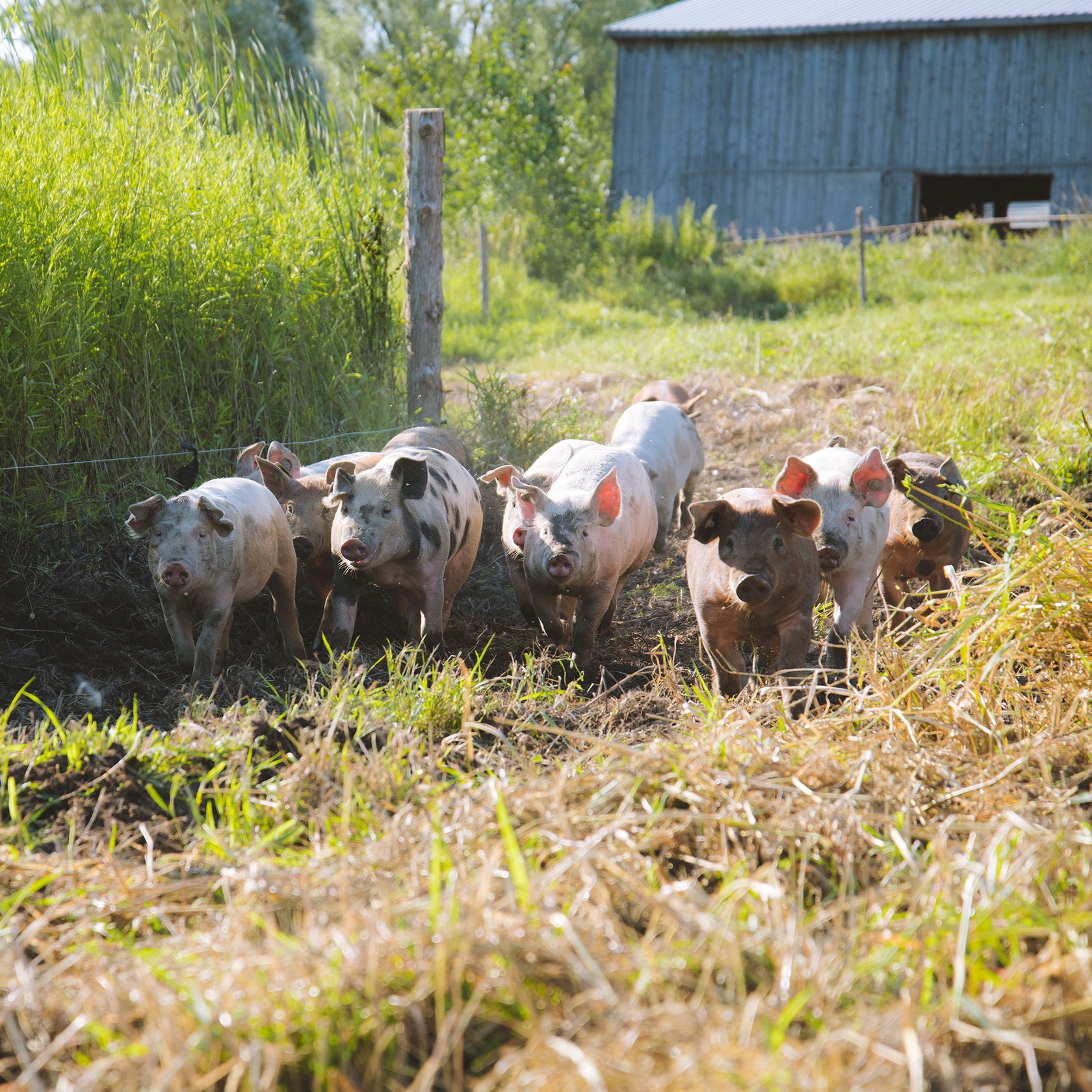 Our Pork – Beretta Farms